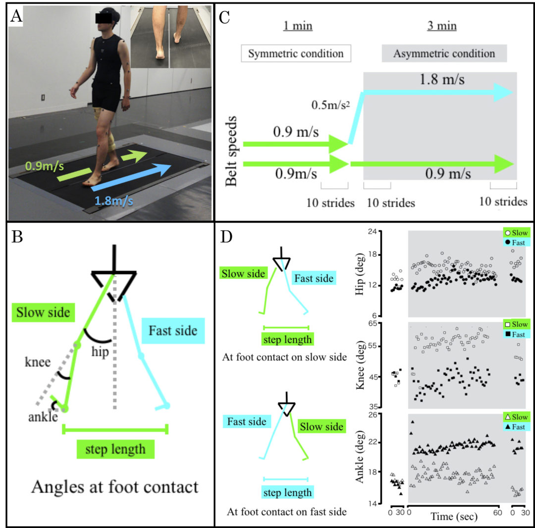 Which joints contribute to gait adaptations to split-belt treadmill ...